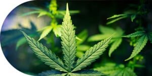 Die Hanfpflanze: Anbau, Effekte und Verwendung als Cannabis