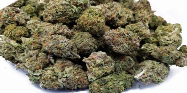 Cannabis Ablaufdatum: Kann ich altes Gras rauchen? | THC.guide