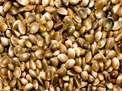 Haschisch Hanf Produkte: Gepresstes Cannabis Harz mit viel THC